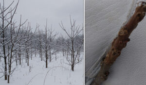 Walnut Groves | Good Natured