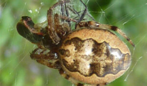 Furrow Spider | Good Natured