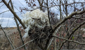 Milkweed Floss | Good Natured