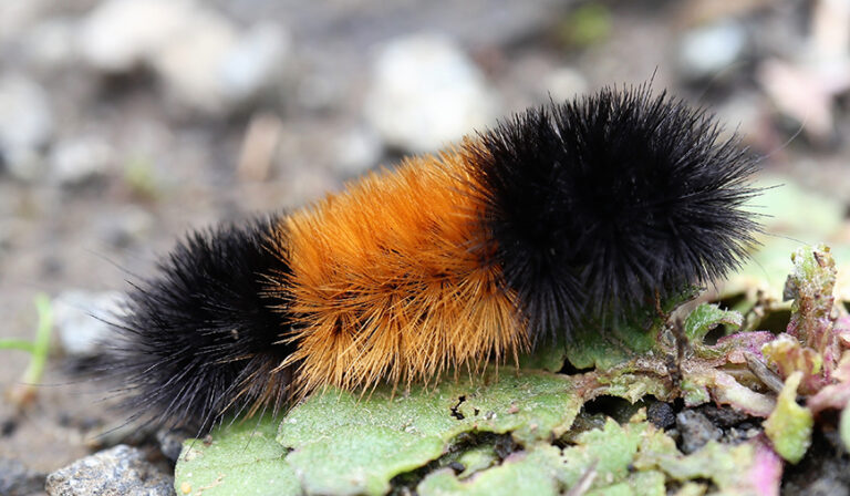 Wooly Bears | Good Natured