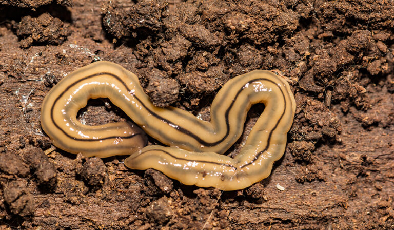 Hammerhead Worm | Good Natured