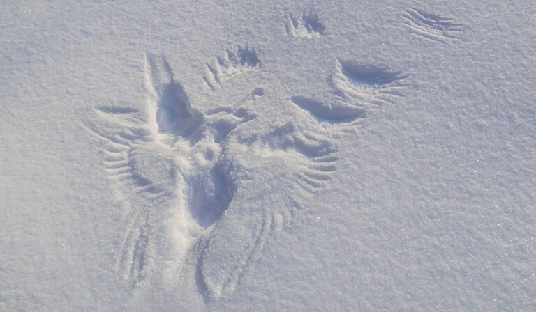 Bird Tracks | Good Natured