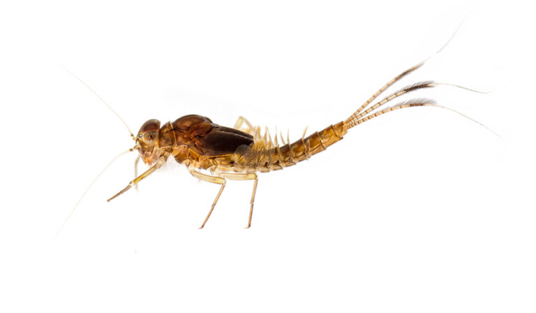 Mayfly Nymph | Good Natured