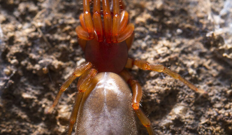 Wood Louse Spider | Good Natured