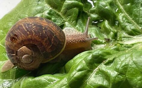 Good Natured | A warm-hearted naturalist's view of Illinois flora & fauna!