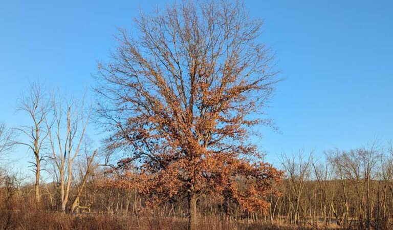 Marcescent Oak | Good Natured