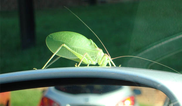 Katydids