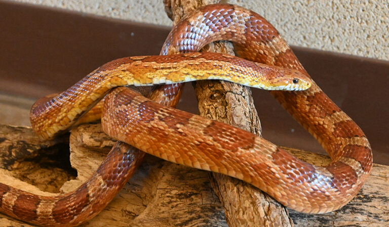 Animal Ambassadors | Hickory Knolls Discovery Center